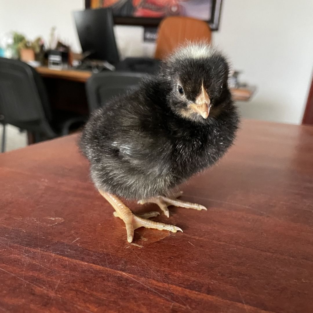 Pollito peruano de 1 día – DISPROAVICOLA